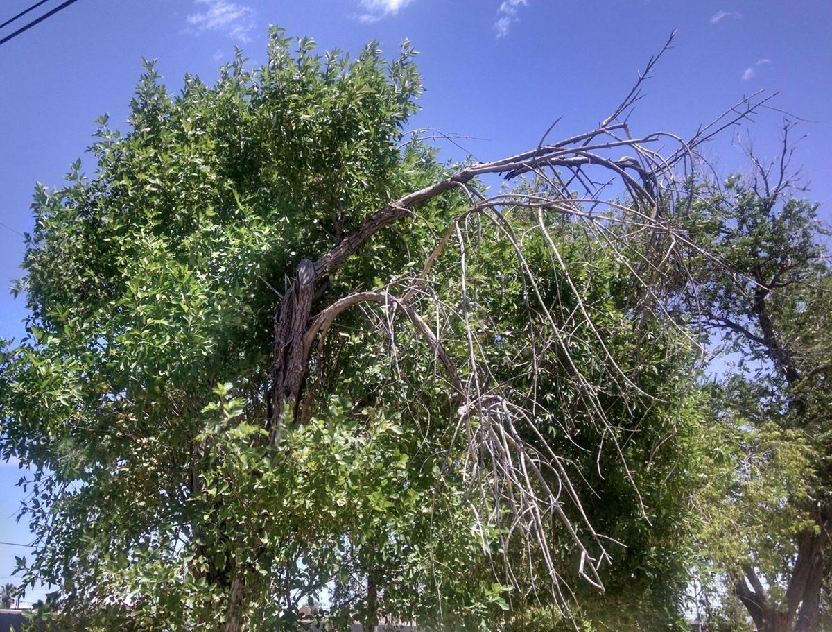 Arizona Gardeners: Tips to keep plants healthy during hot summer days ...