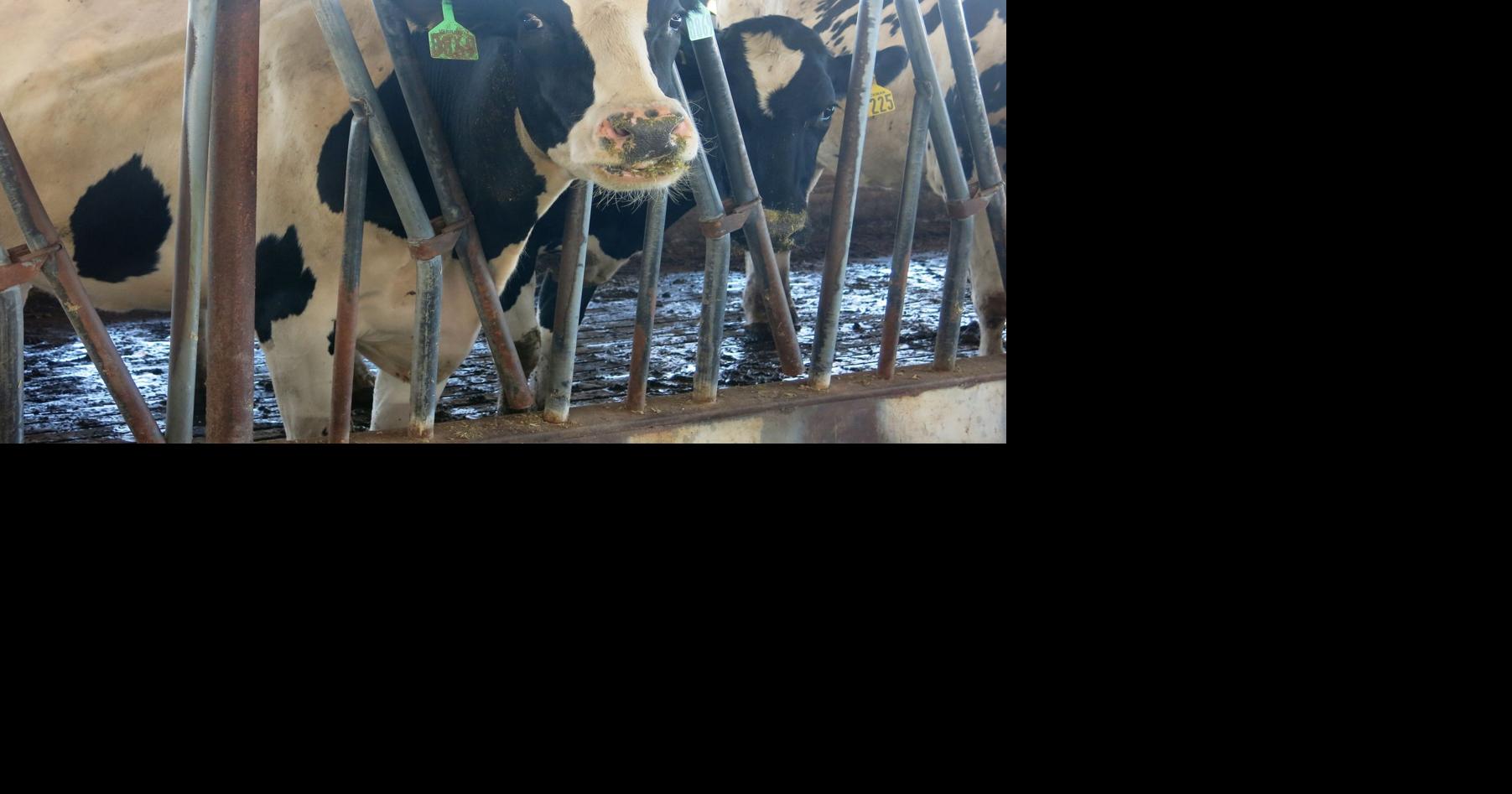 Animal code update draws ire of rural Pinal residents | All Communities ...