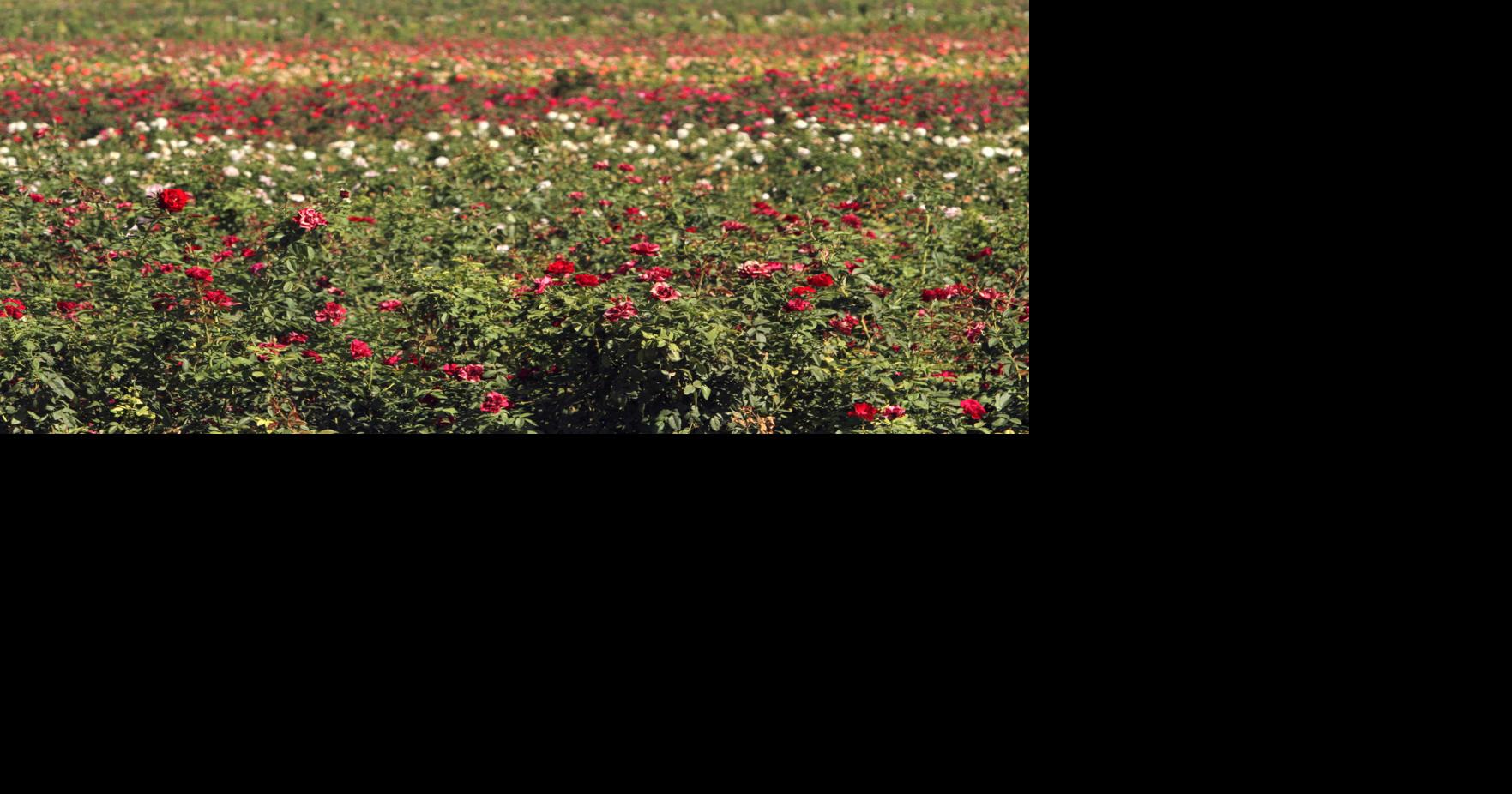 Francis' Roses | | pinalcentral.com