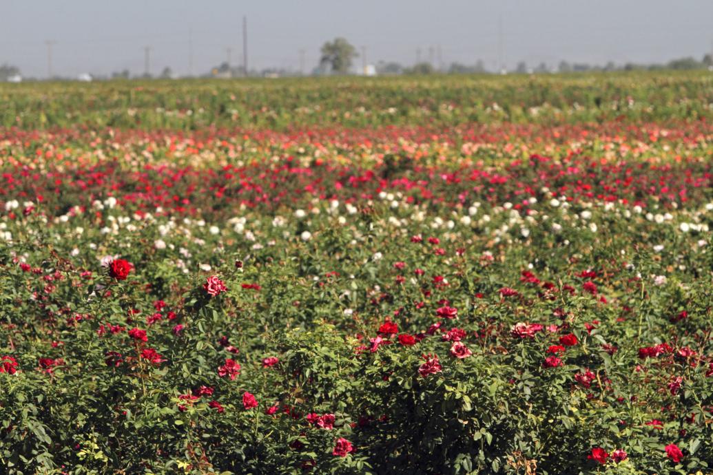 Francis' Roses | | pinalcentral.com