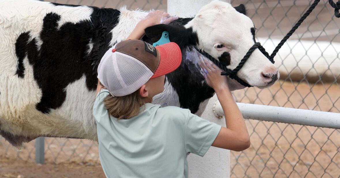 Pinal County Fair 3/12/25 | Featured | pinalcentral.com