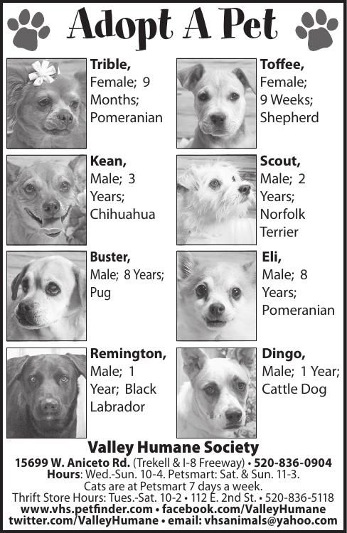 Valley Humane Society, 9/26/19 | Adopt A Pet | pinalcentral.com