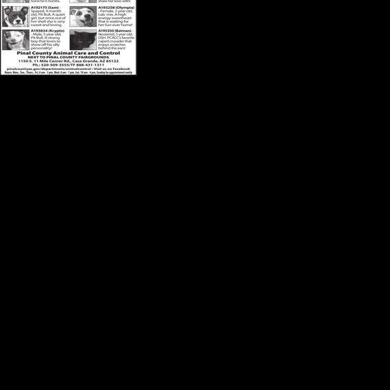 Pinal County Animal Care and Control, 10/11/17 | Adopt A Pet ...