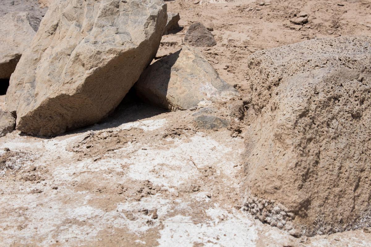 Officials to cut salt cedar trees invading Gila River bed | Arizona ...
