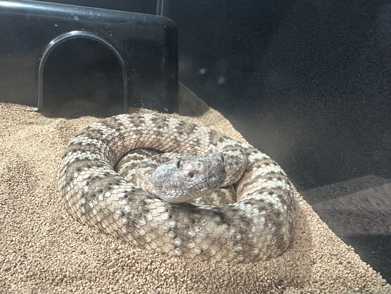 A guide to the snakes found around Maricopa | Maricopa Monitor ...