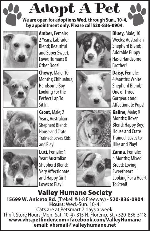 Valley Humane Society, 10/6/22 | Adopt A Pet | pinalcentral.com