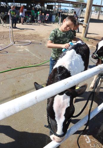 Pinal County Fair 3/17/22 | Featured | pinalcentral.com
