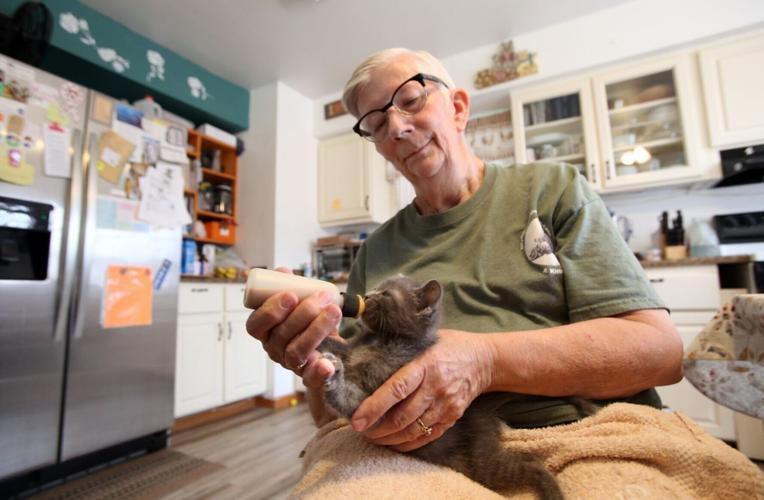 Itty Bitty Bottle Babies kitten rescue | News | pinalcentral.com