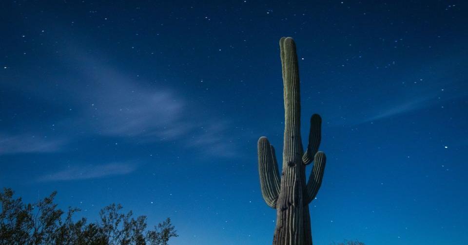 Arboretum series features creepy and spectacular sides of Arizona ...
