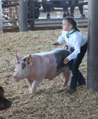 Pinal County Fair 3/17/22 | Featured | pinalcentral.com