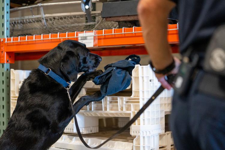 Gilbert Fire and Rescue’s best arson investigator is a 4-year-old Lab ...