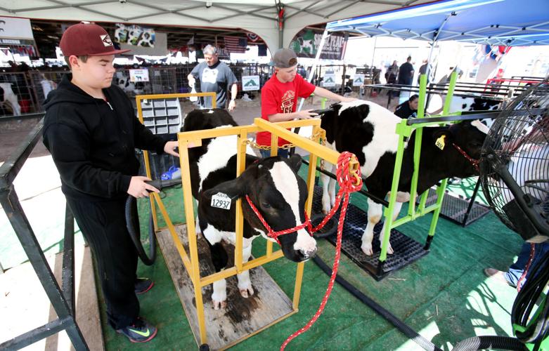 Pinal County Fair 3/20/19 | Featured | pinalcentral.com