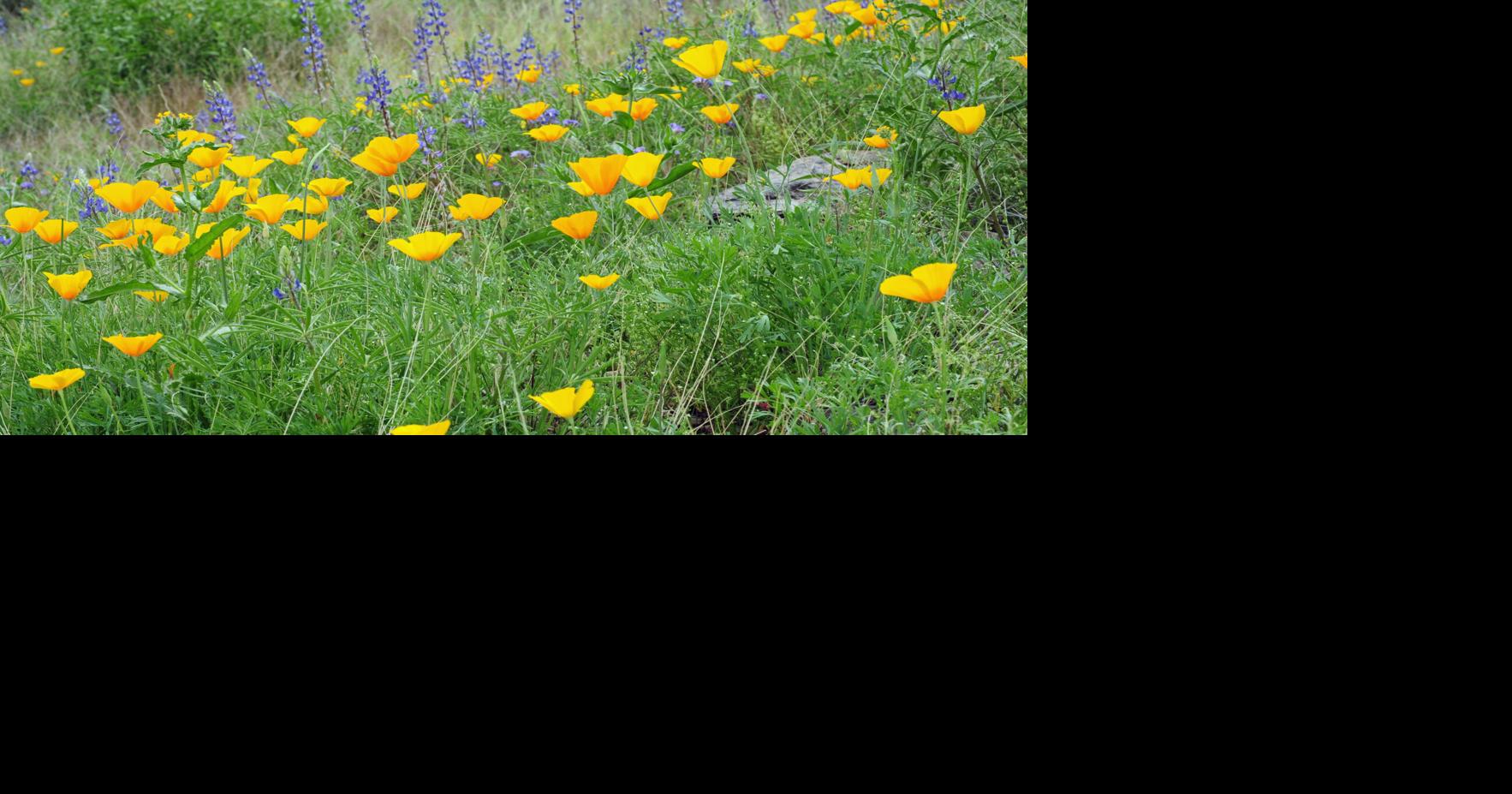 A colorful array: Where to check out wildflower blooms in Pinal and ...