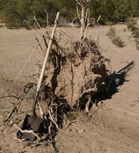 Arizona Gardeners: Soil compaction in Arizona desert offers challenges ...