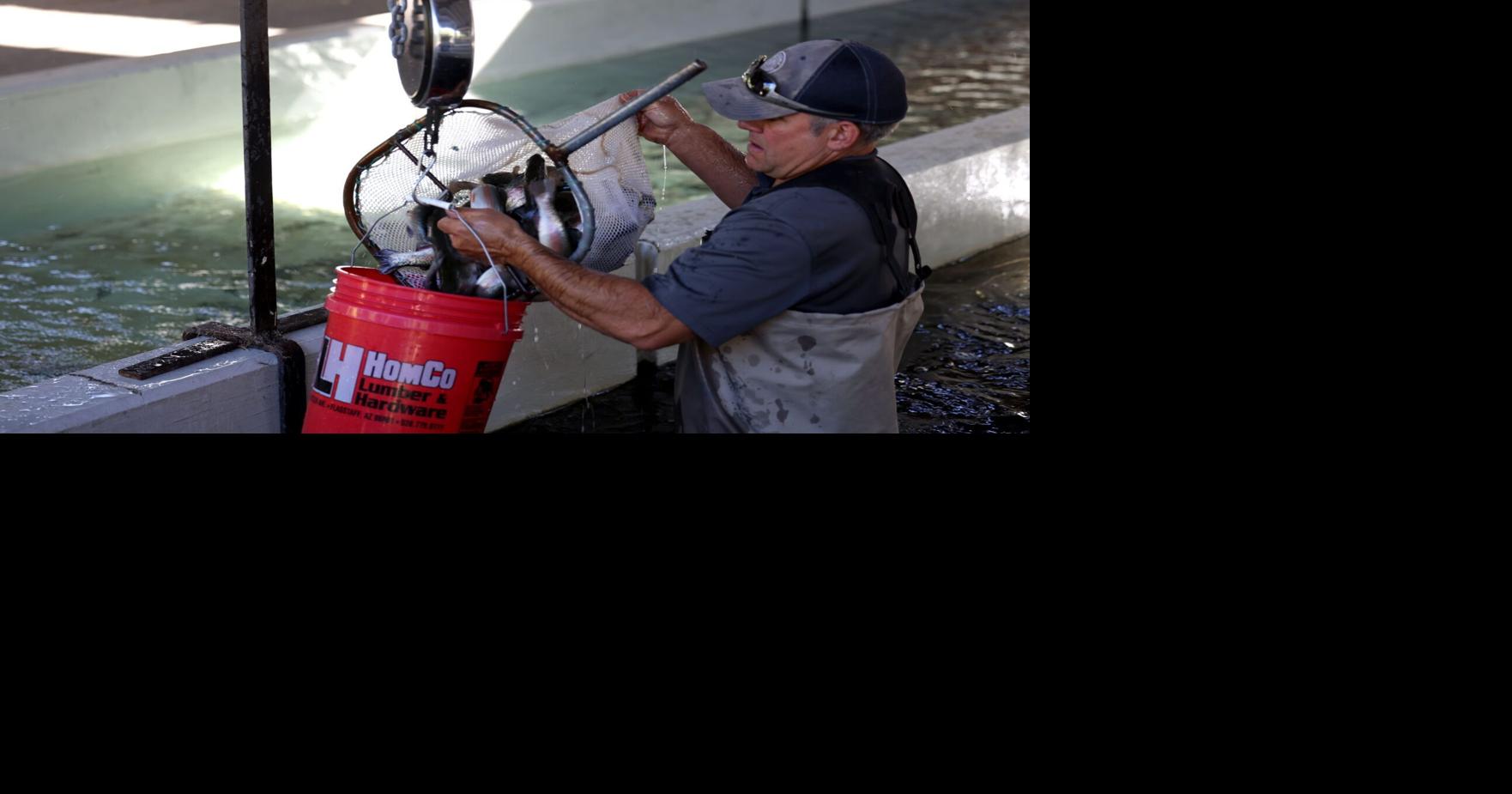 Arizona Game and Fish restocks lakes with fish grown in hatcheries ...