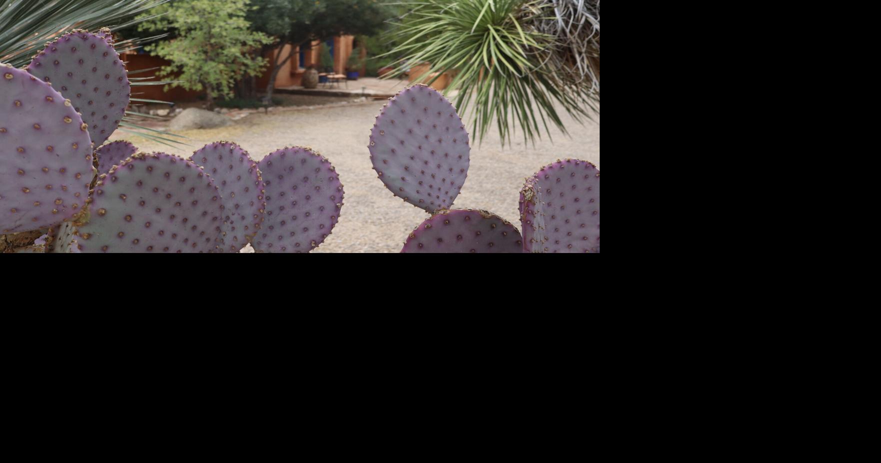Historic El Rancho Robles reconnects with original roots as a desert ...