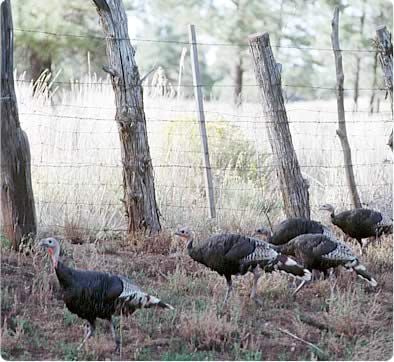 Arizona hunting group donates wild turkeys to families in need | Area ...