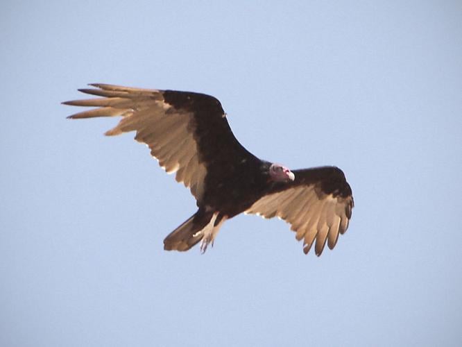 turkey vulture arizona desert