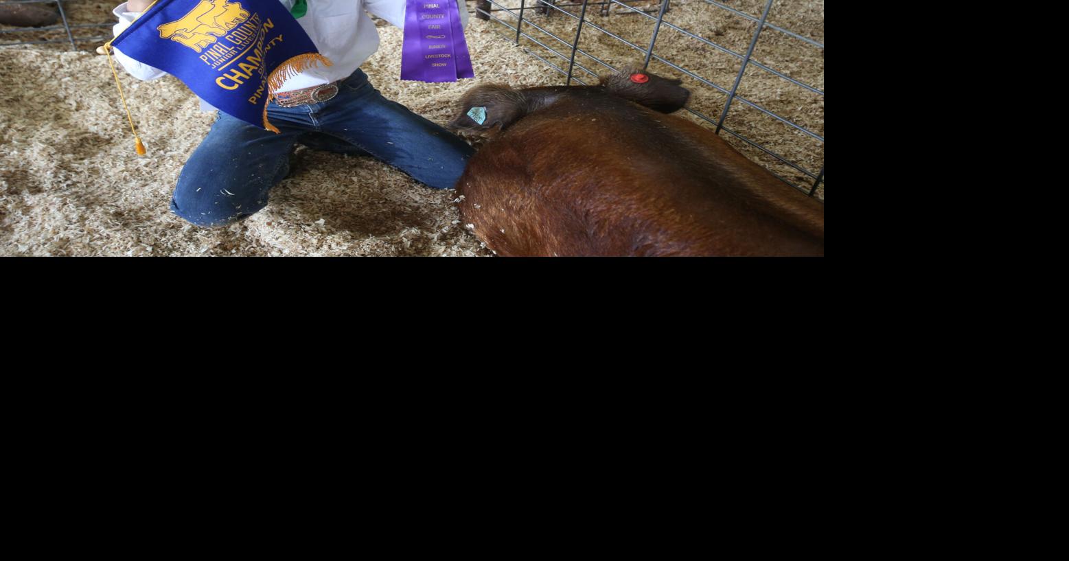 4-H youths showcasing skills at Pinal County Fair | All Communities ...