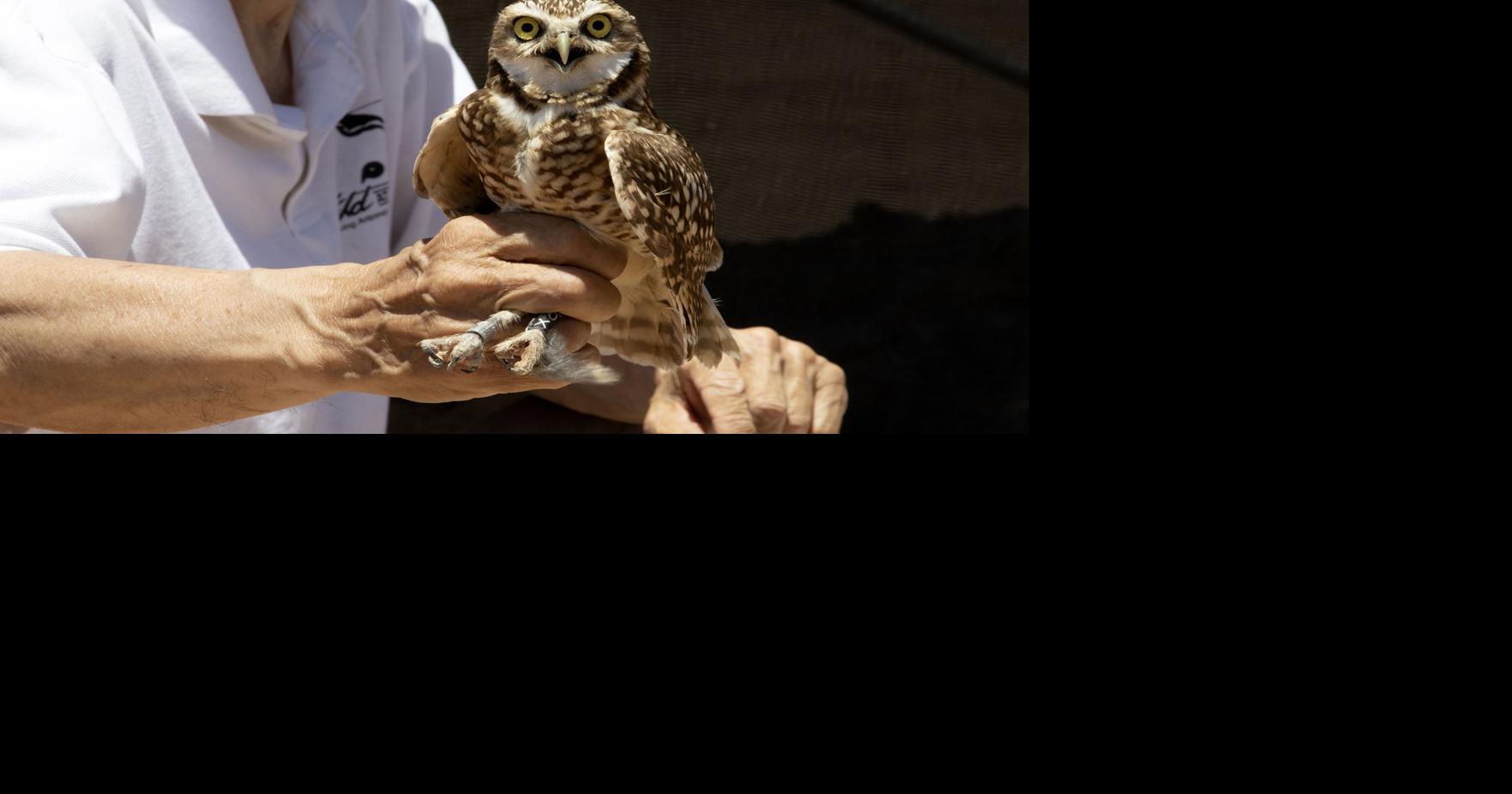 ASU builds habitat to monitor burrowing owls who need relocating ...