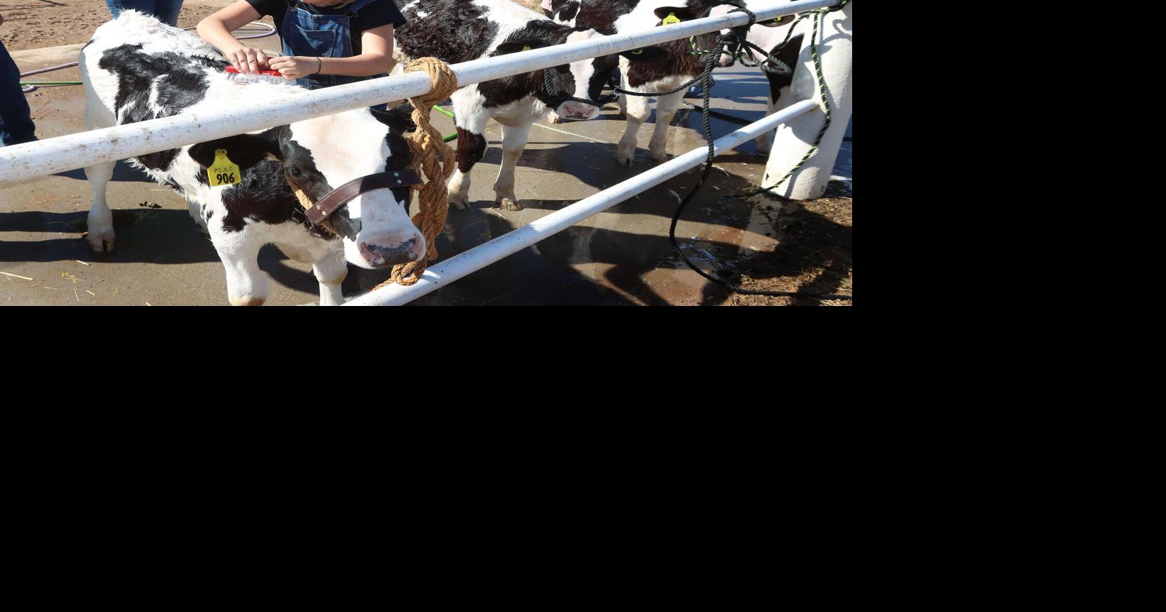 Pinal County Fair continues with rides, animals, entertainment ...