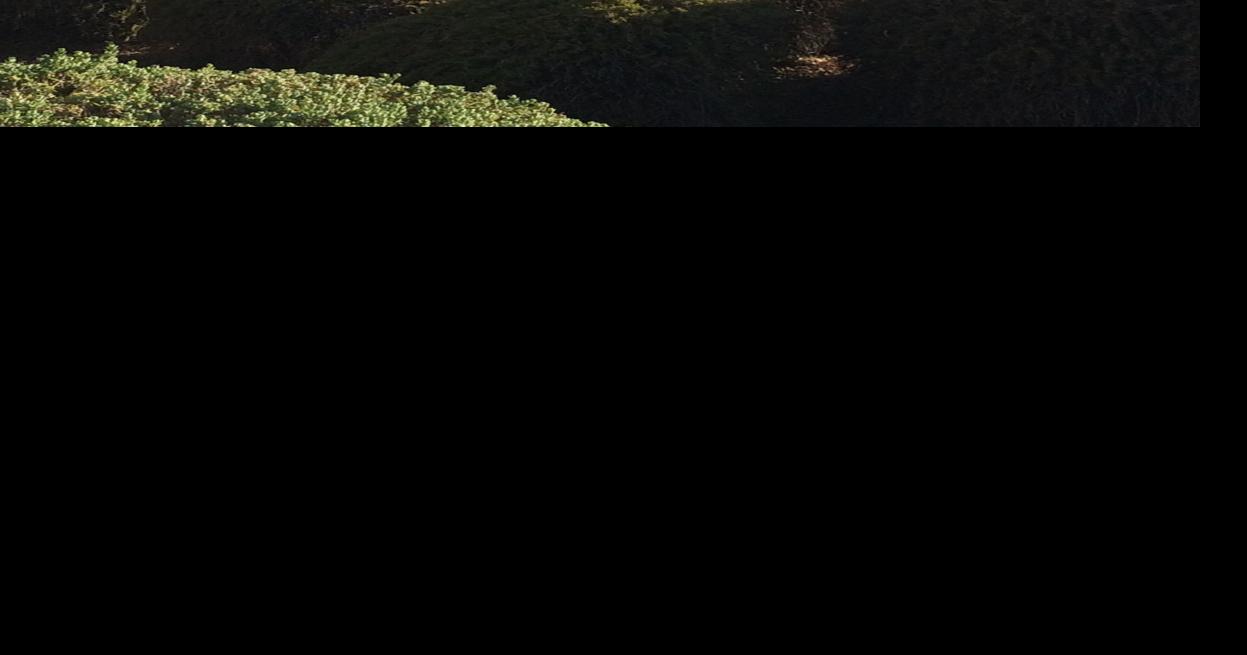 Pinal hemp processing plant gets conditional permit | News ...