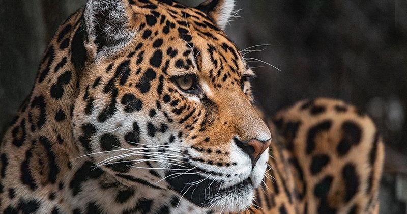 Potential jaguar habitat at U.S.-Mexico border identified by UA ...