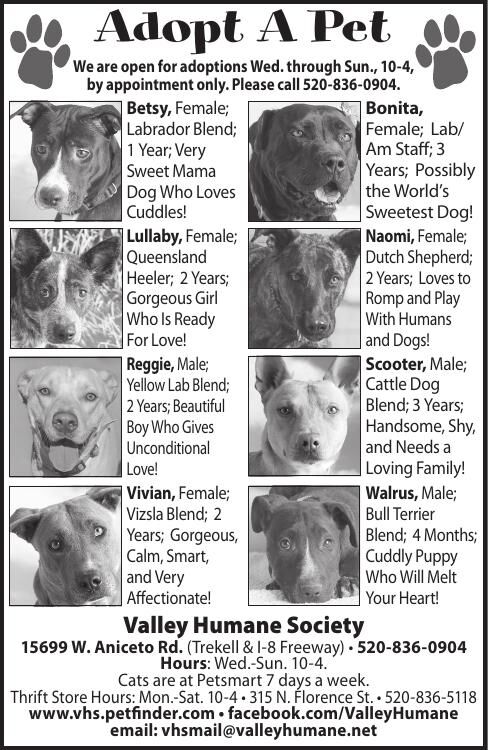 Valley Humane Society, 4/1/21 | Adopt A Pet | pinalcentral.com