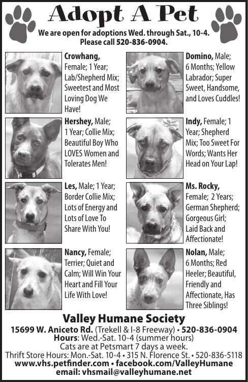 Valley Humane Society, 11/23/23 | Adopt A Pet | pinalcentral.com