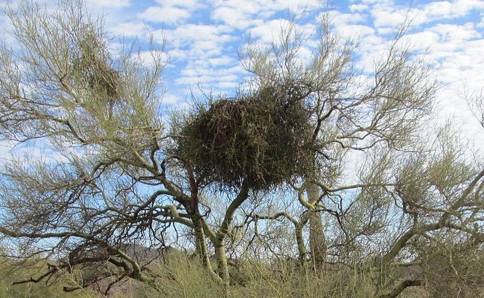 Gibson: Mistletoe problem can plague desert trees | Home And Hearth ...