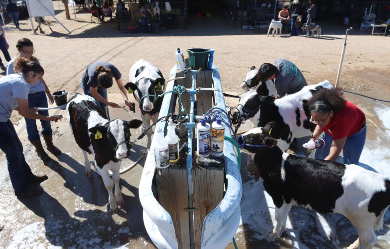 Pinal County Fair 3/17/22 | Featured | pinalcentral.com
