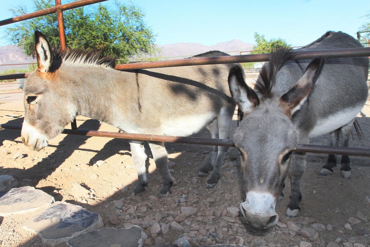 Prospector, donkey pure gold for fans | Local Sports | pinalcentral.com