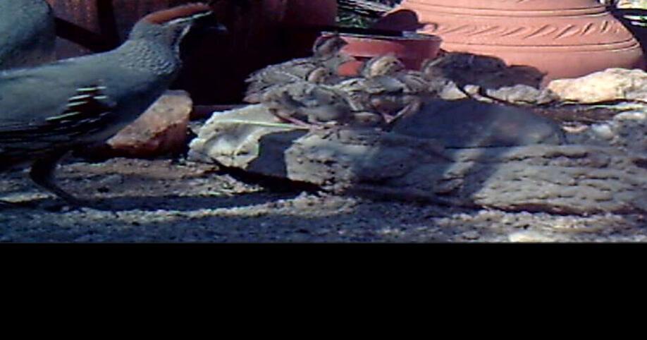 Coates: With vitamin-rich greens, male quail feel their oats | Home And ...