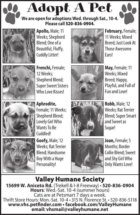 Valley Humane Society, 10/31/23 | Adopt A Pet | pinalcentral.com
