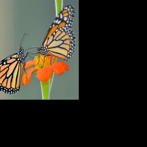Farm gives boost to monarch butterflies | Farm And Ranch | pinalcentral.com