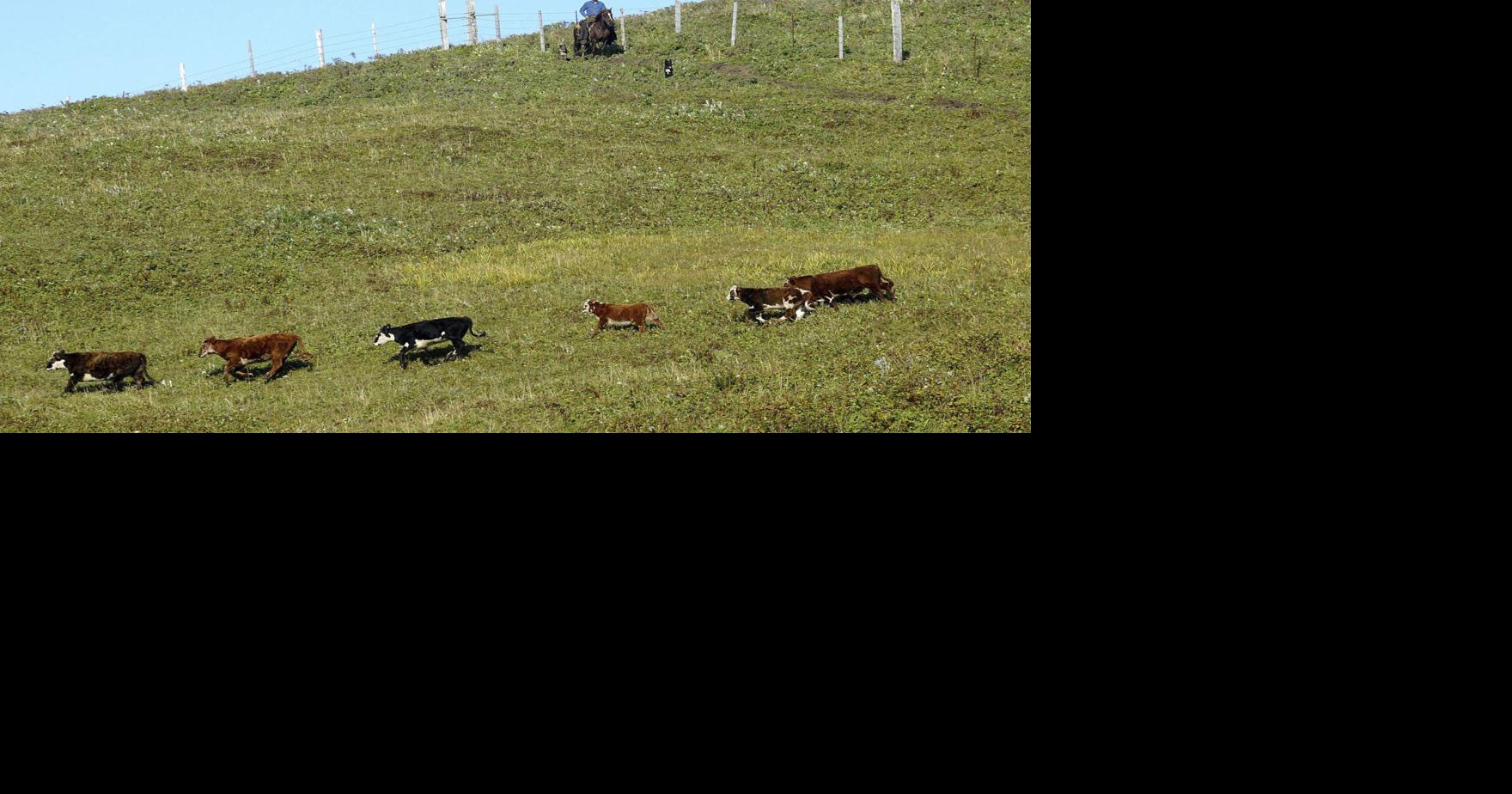 Funding to remove Alaska's island feral cattle cut 2nd time | Farm And ...