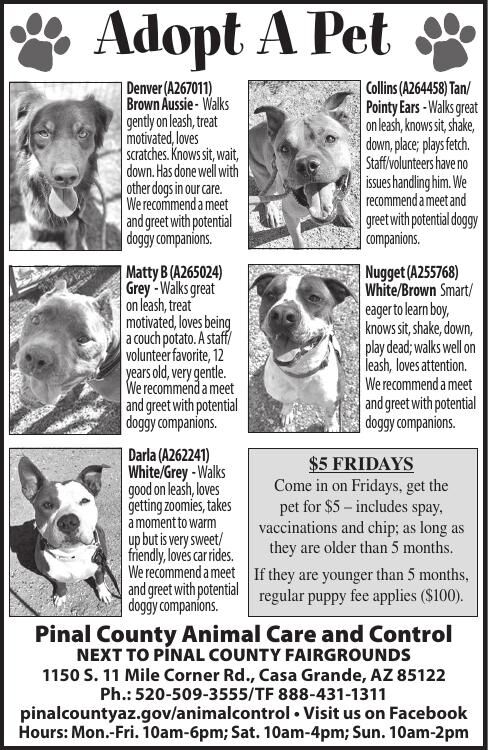Pinal County Animal Care and Control, 8/19/23 | Adopt A Pet ...
