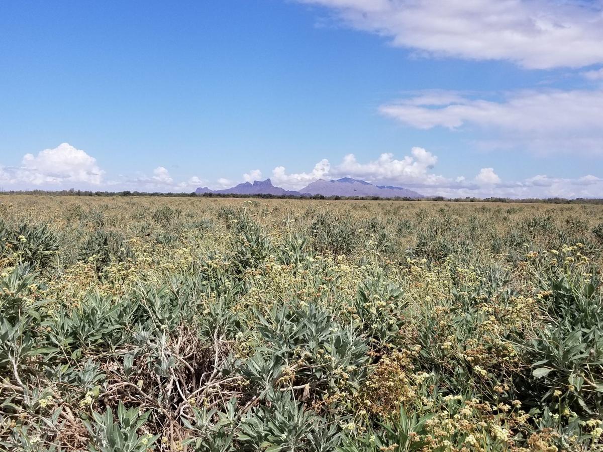 Bridgestone still studying Pinal crop for rubber supply | Farm And ...