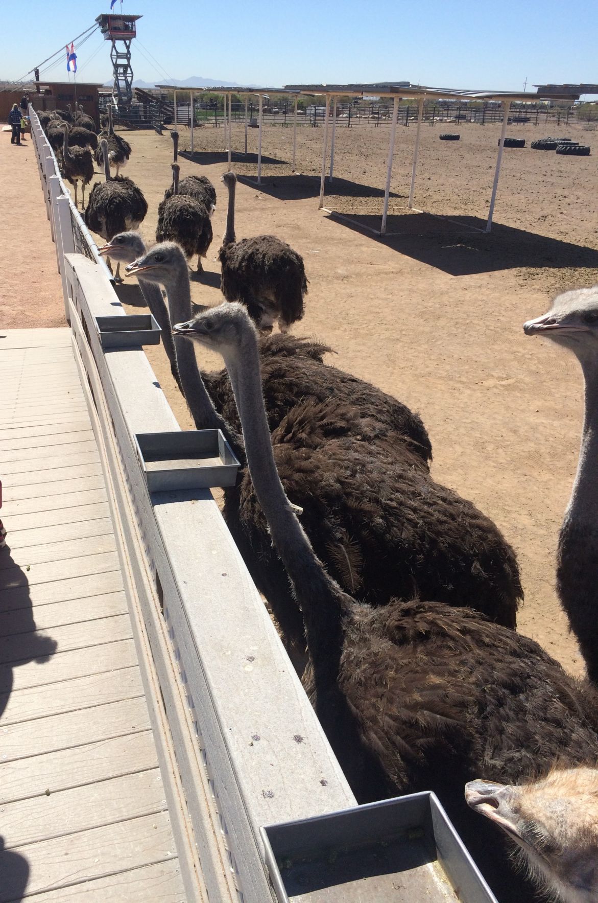Rooster Cogburn Ostrich Ranch grows from hidden heartbreak | Pinal Ways ...