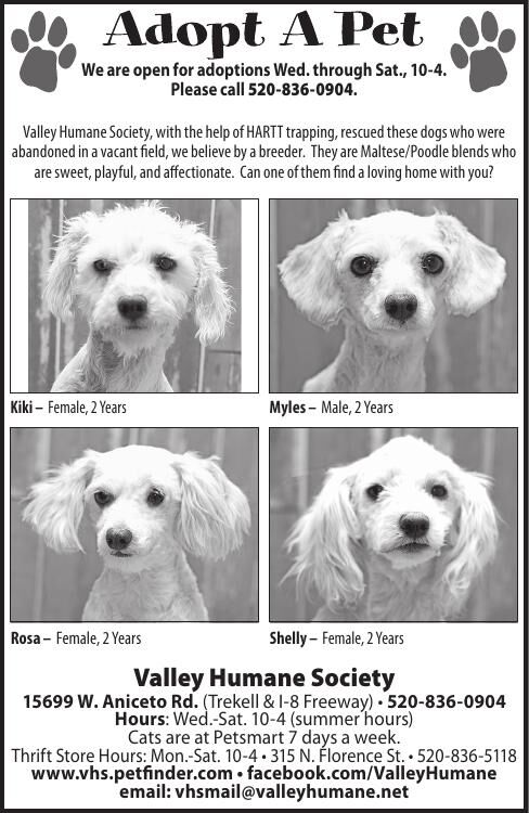 Valley Humane Society, 5/30/24 | Adopt A Pet | pinalcentral.com