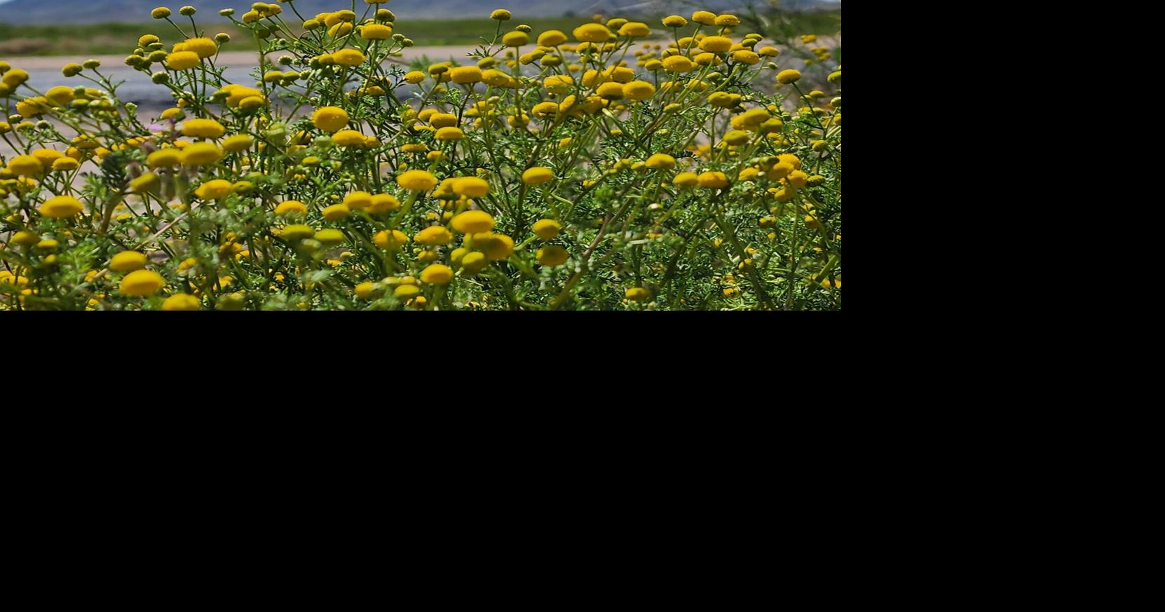 Invasive weed stinknet spreading through Pinal County | Area News ...