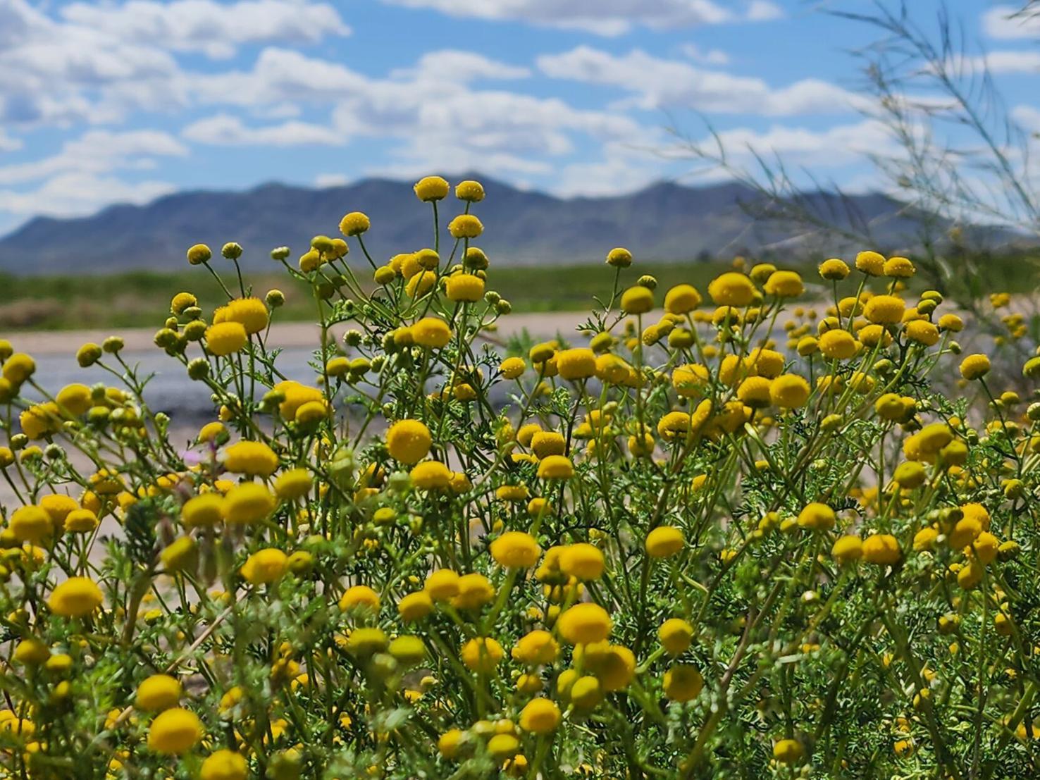 CG Ruins picnic area closed for 1 month to remove stinknet weed | News ...