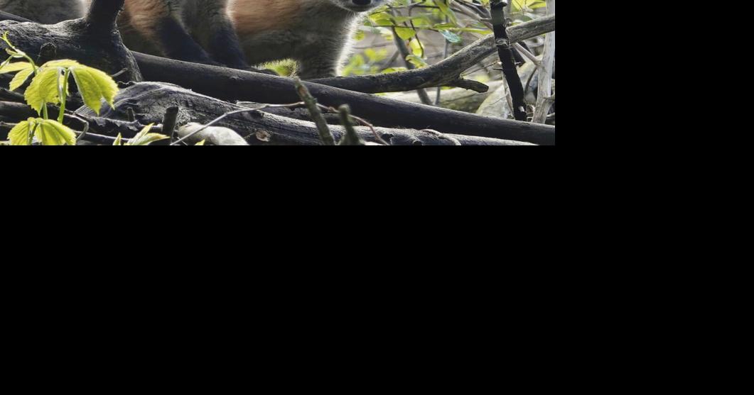 Al Batt's Naturally | Columnists | pinecountynews.com