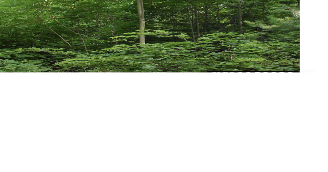 June weed of the month: Tree of heaven | News | pinecountynews.com