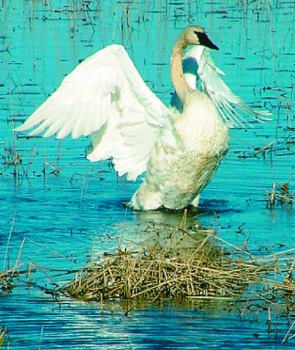 Giant waterbirds at Crex Meadows | News | pinecountynews.com