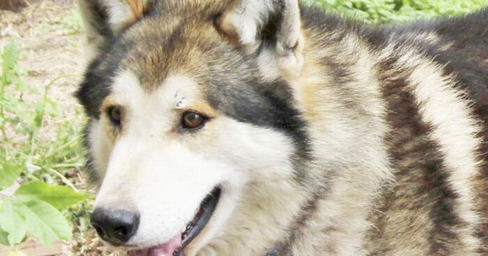 Wolfdogs, unique canines in Sandstone | News | pinecountynews.com
