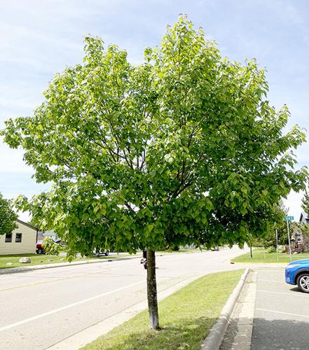 September weed of the month: Tartarian maple | Communities ...