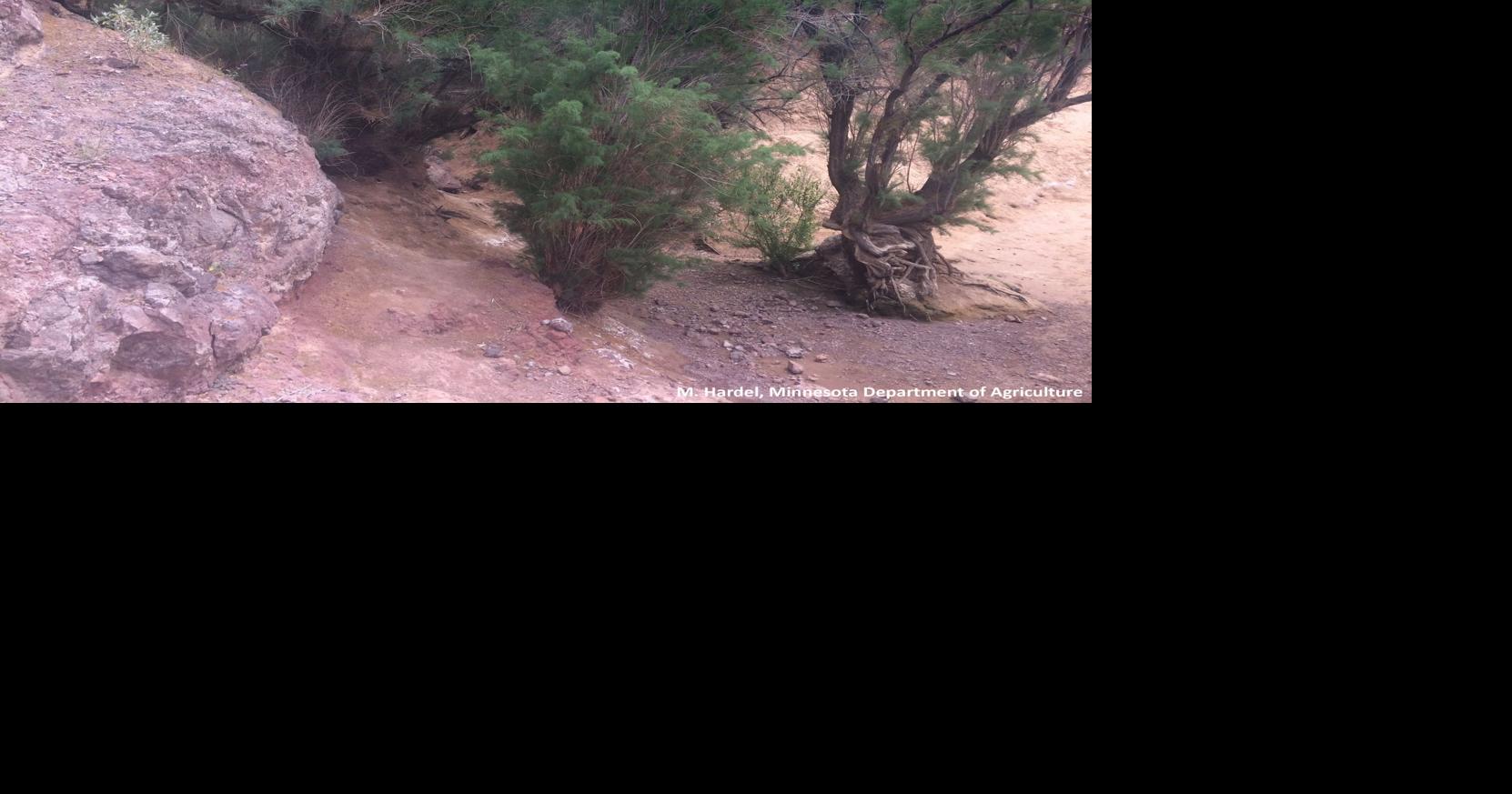 December Weed of the Month: Saltcedar | News | pinecountynews.com