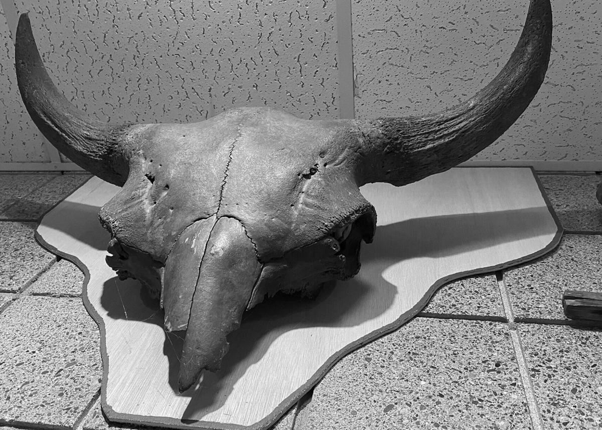 bison occidentalis extinct