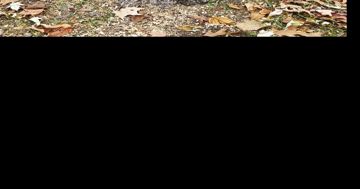 Tree clearing in Robinson Park | Communities | pinecountynews.com